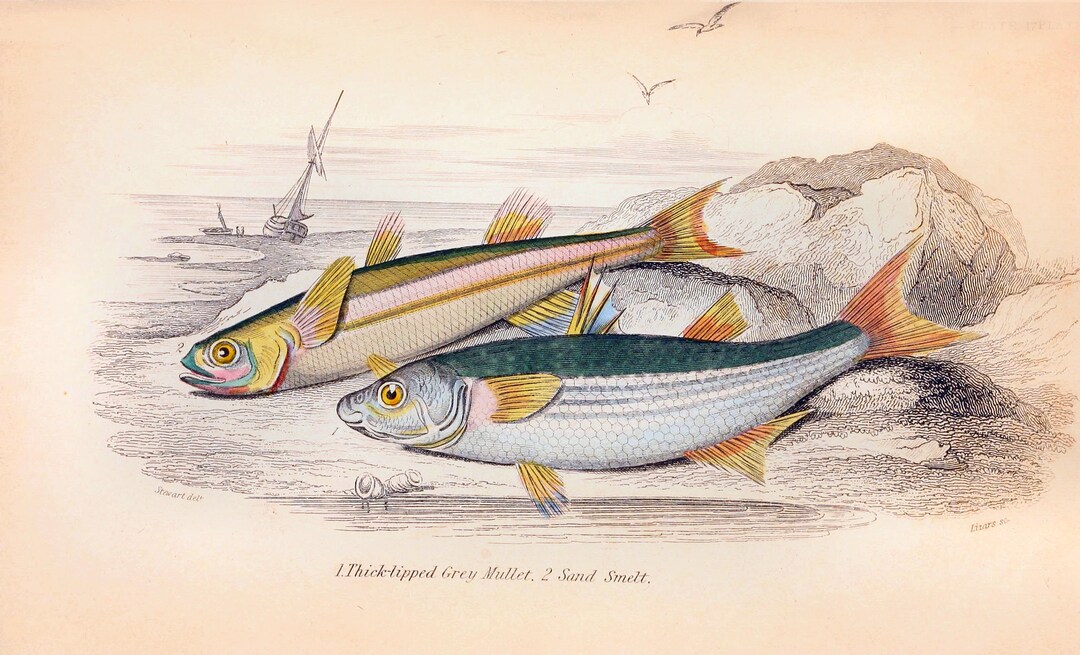 Thick Lipped Grey Mullet Sand Smelt Print. Fish Prints Ichthyology 1843 ...