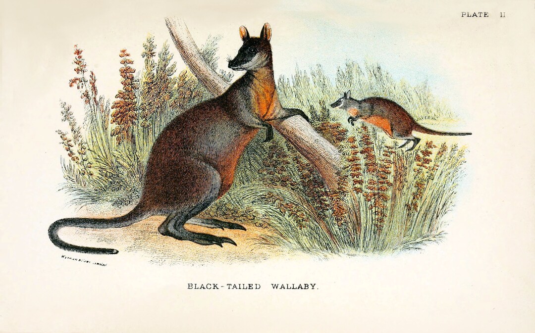 Black Tailed Wallaby Vintage High Resolution Print C 1896 - Etsy
