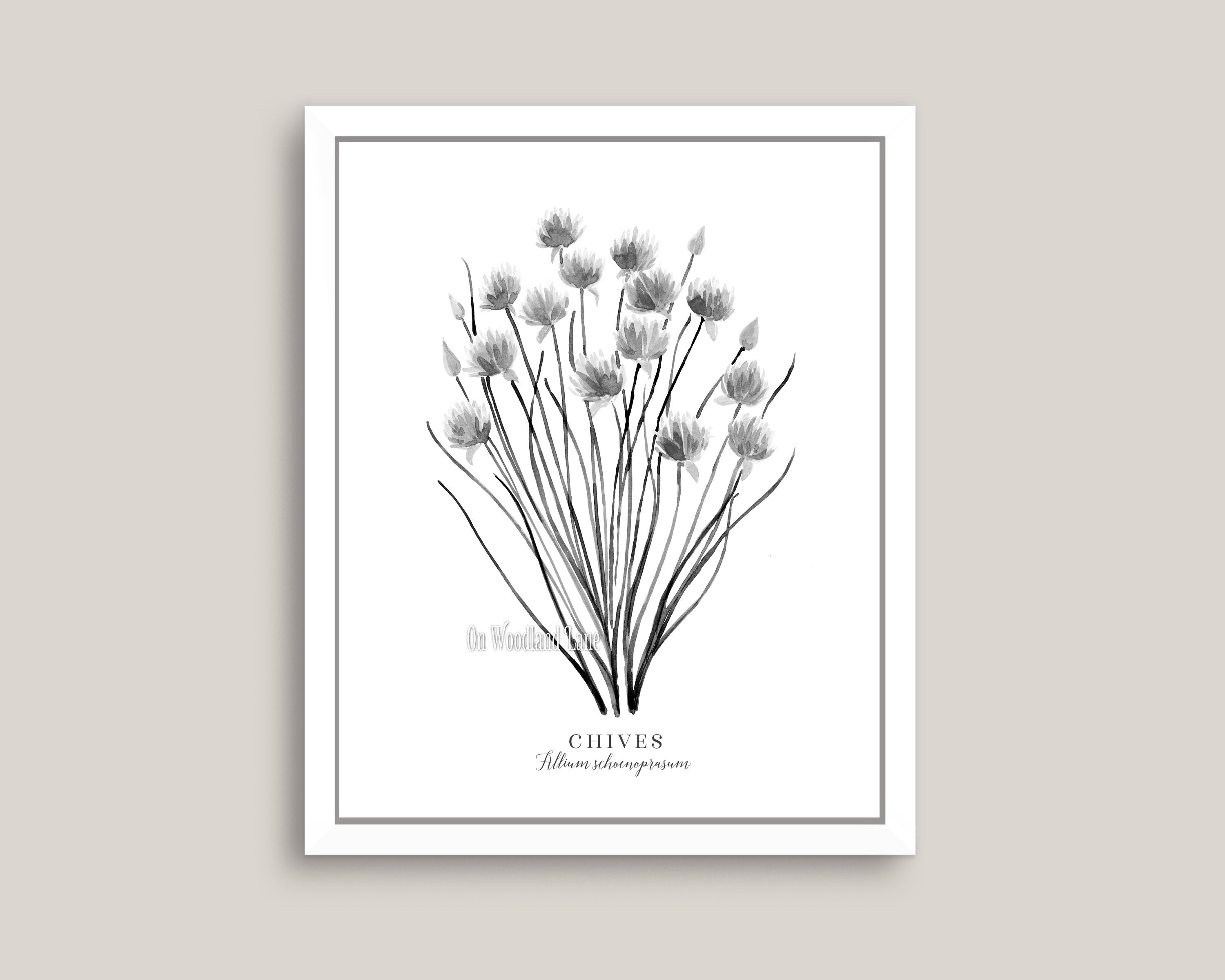 Chives Herb 8 X 10 Black and White Printable - Etsy