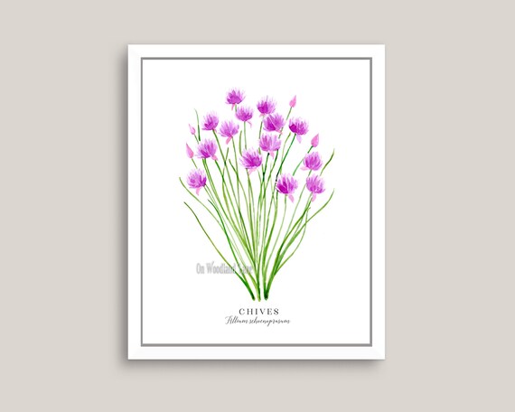 Chives 8x10 Herb Watercolor Printable - Etsy