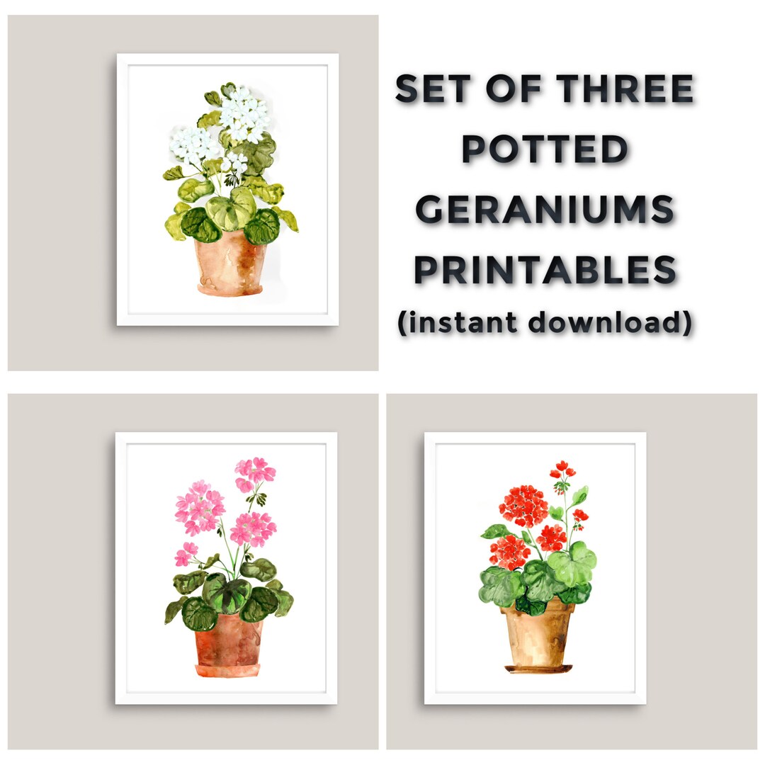 Set of Three Potted Geranium Printables Red, White & Red - Etsy