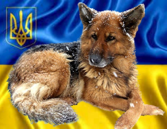 Feed the Animals of Ukraine Buy Food for Animals in Ukraine - Etsy