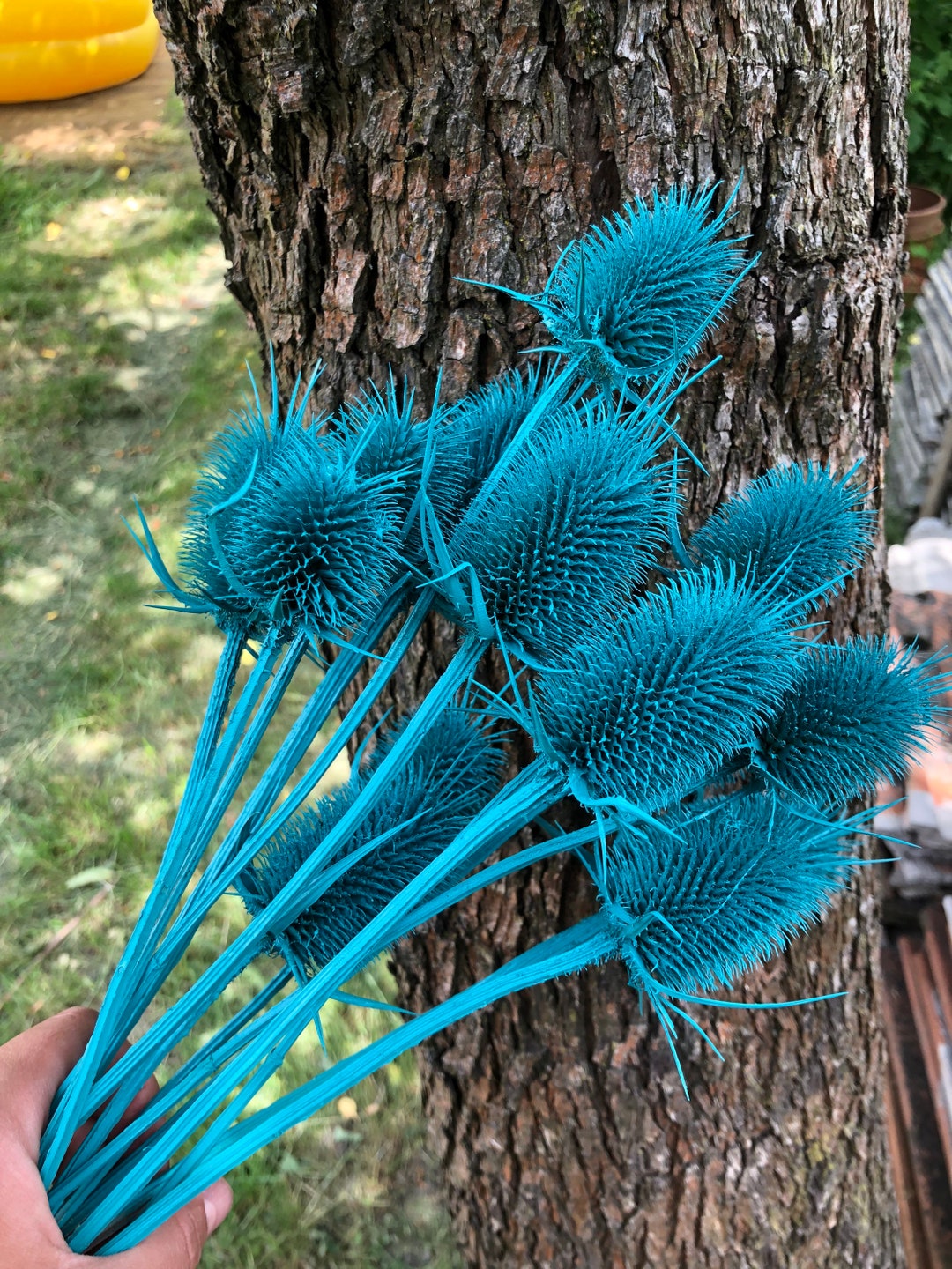 Chardon turquoise 11PC | Véritable chardon séché | Décoration bohème ...