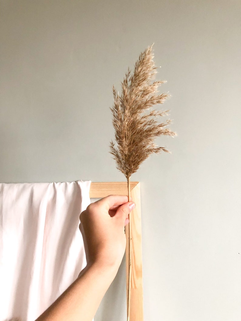 Mini Feather Reeds Grass 25PC Decorative Plumes Real Dried - Etsy