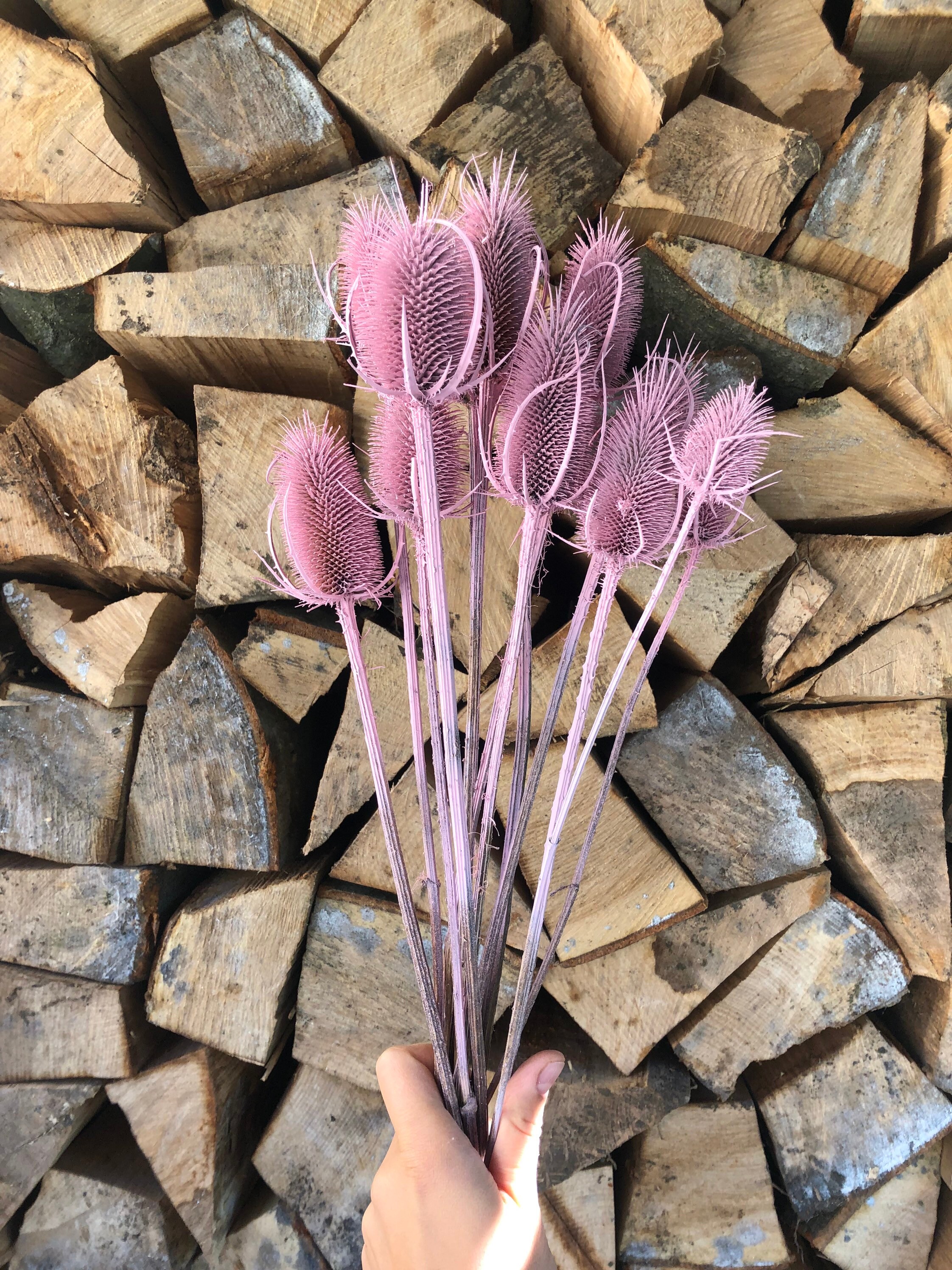 Pink Thistle | Real Dried Thistle | Boho Decor for Home - Etsy
