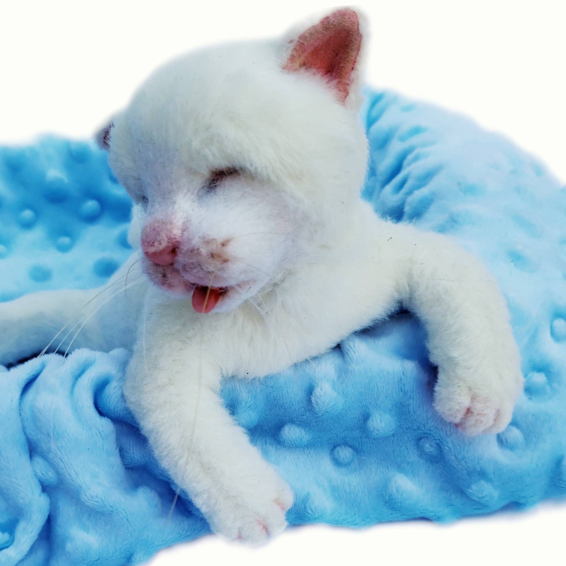 Newborn Kitten. Collectible Realistic Toy. Poseable Animals Toy ...
