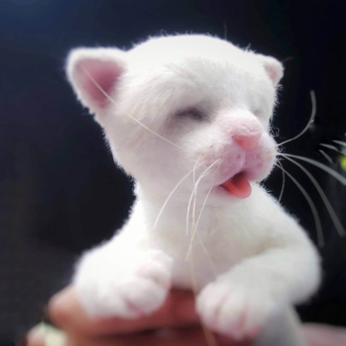 Newborn Kitten. Collectible Realistic Toy. Poseable Animals Toy ...