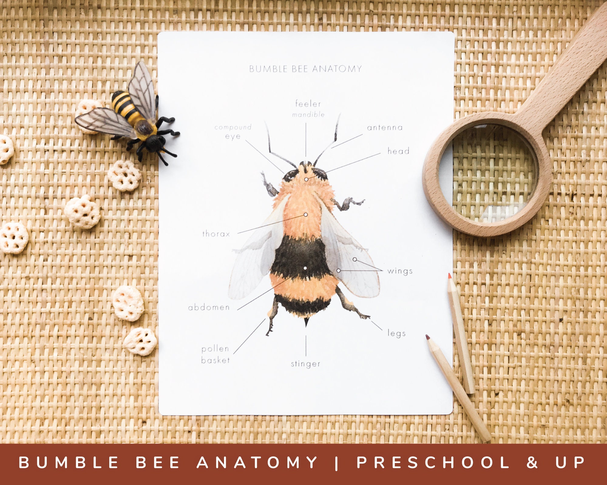 Bumblebee Anatomy Printable Educational Learning Nature - Etsy Hong Kong