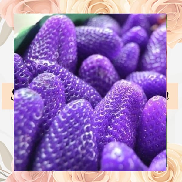 Wild Strawberry Seeds - Etsy