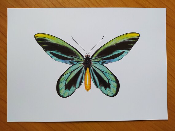 Birdwing Butterfly Ornithoptera Alexandrae Male A4 Print - Etsy