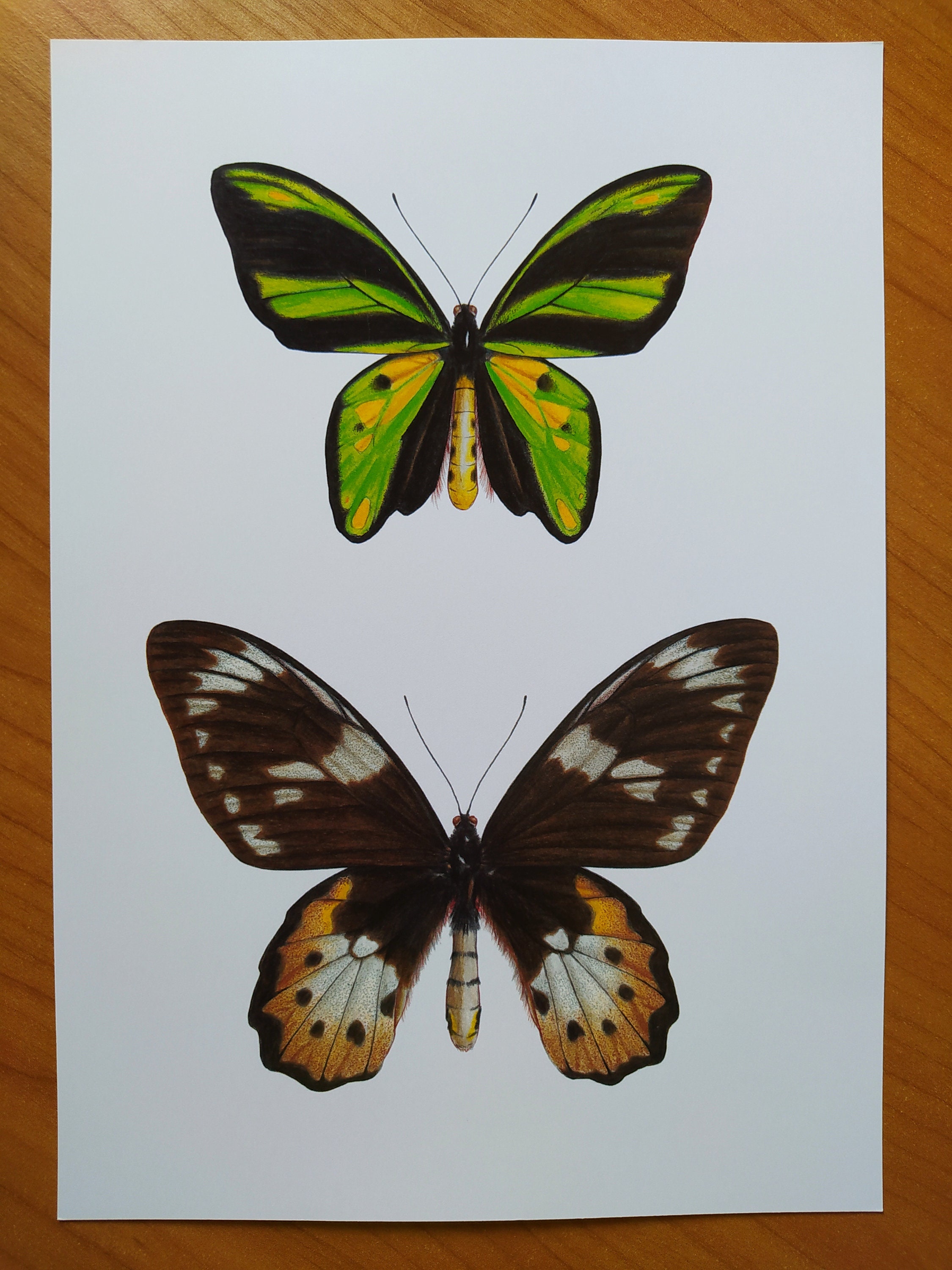 Birdwing Butterfly Ornithoptera Tithonus Cytherea Pair A4 Print ...