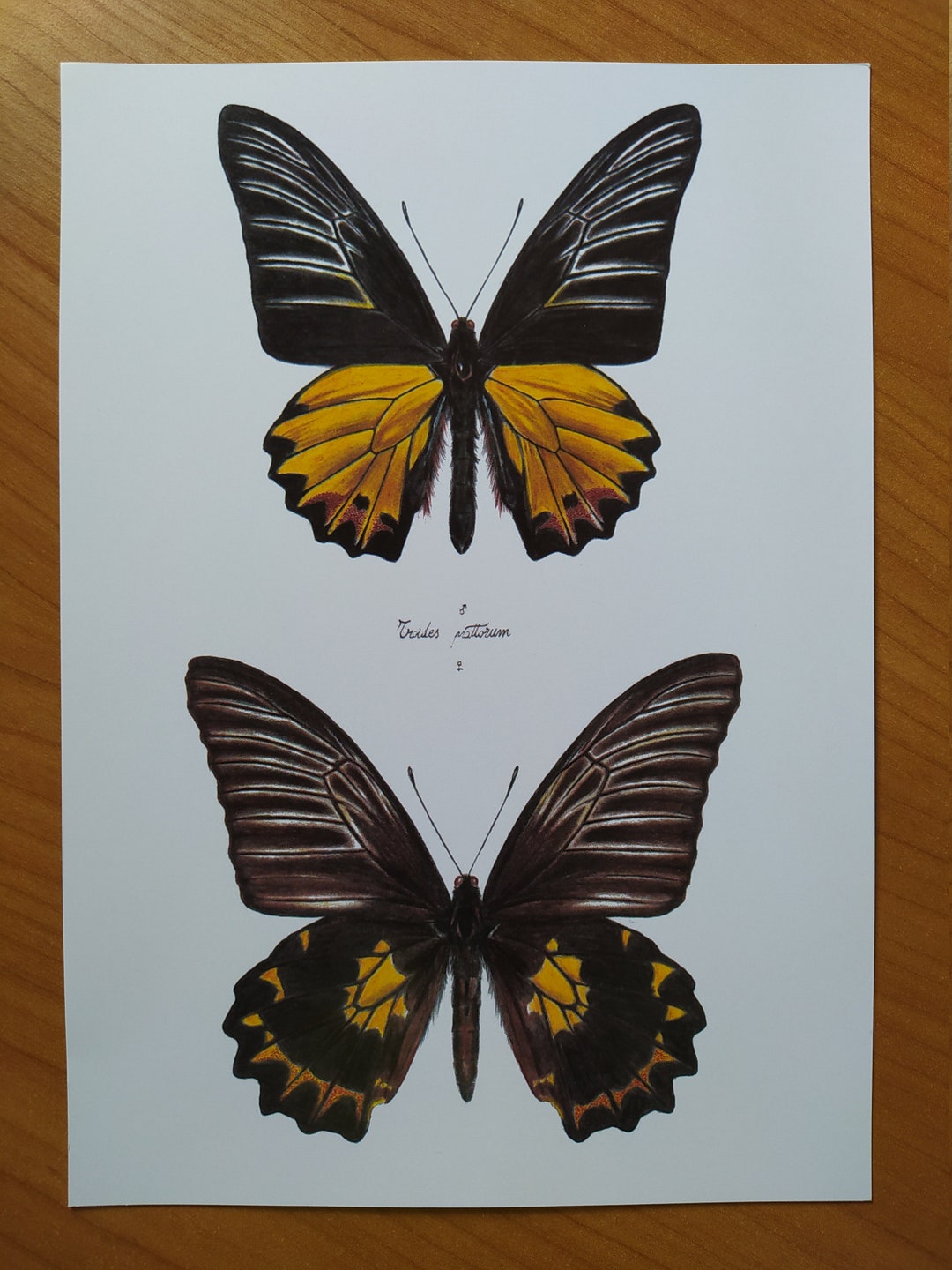 Buru Opalescent Birdwing
