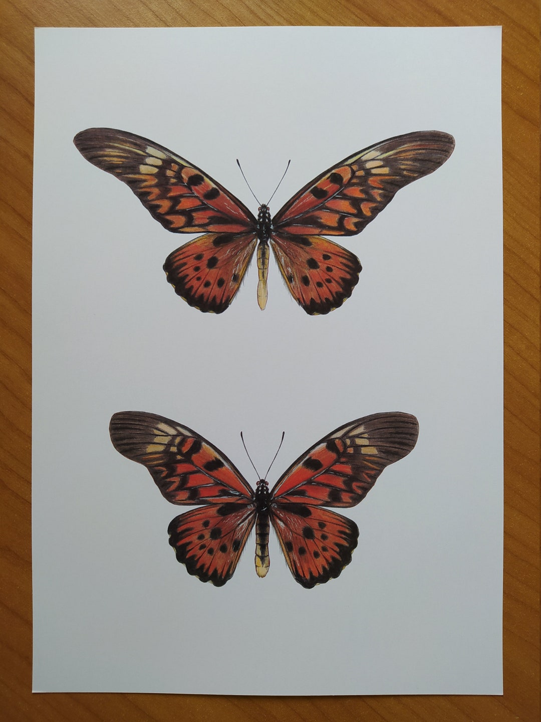 Butterfly Papilio Antimachus A4 Print Lepidoptera, Papilionidae - Etsy