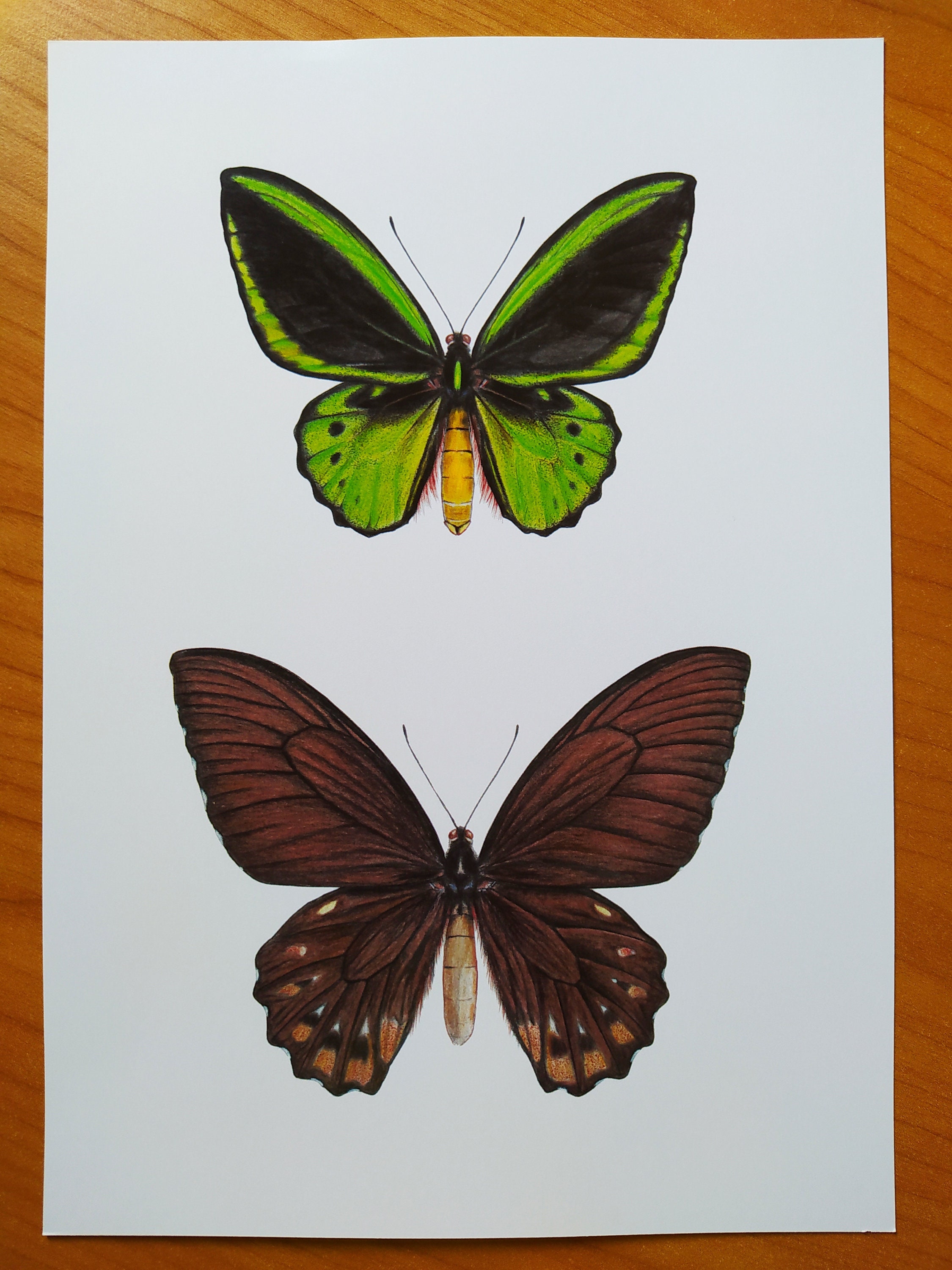 Birdwing Butterfly Ornithoptera Priamus Boisduvali A4 Print - Etsy ...