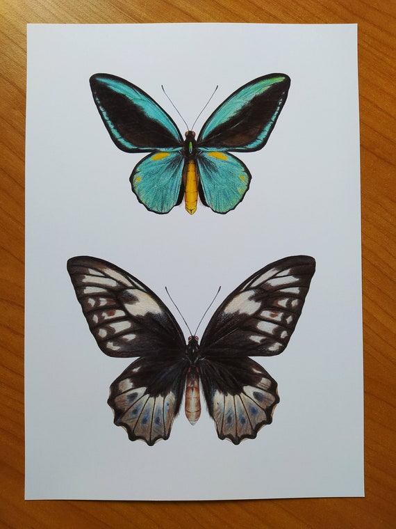 Birdwing Butterfly Ornithoptera Aesacus Pair A4 Print - Etsy
