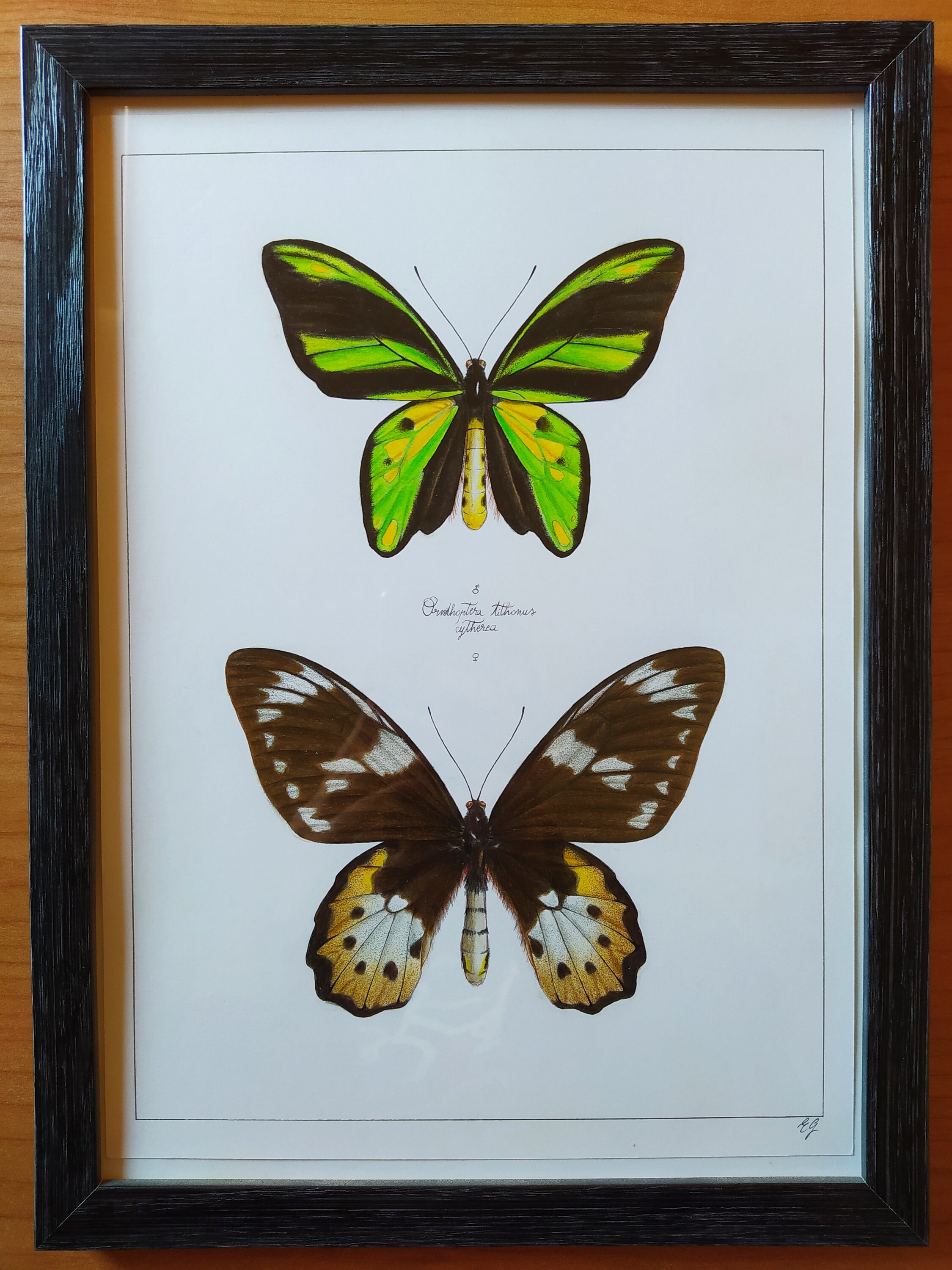 Ornithoptera Tithonus
