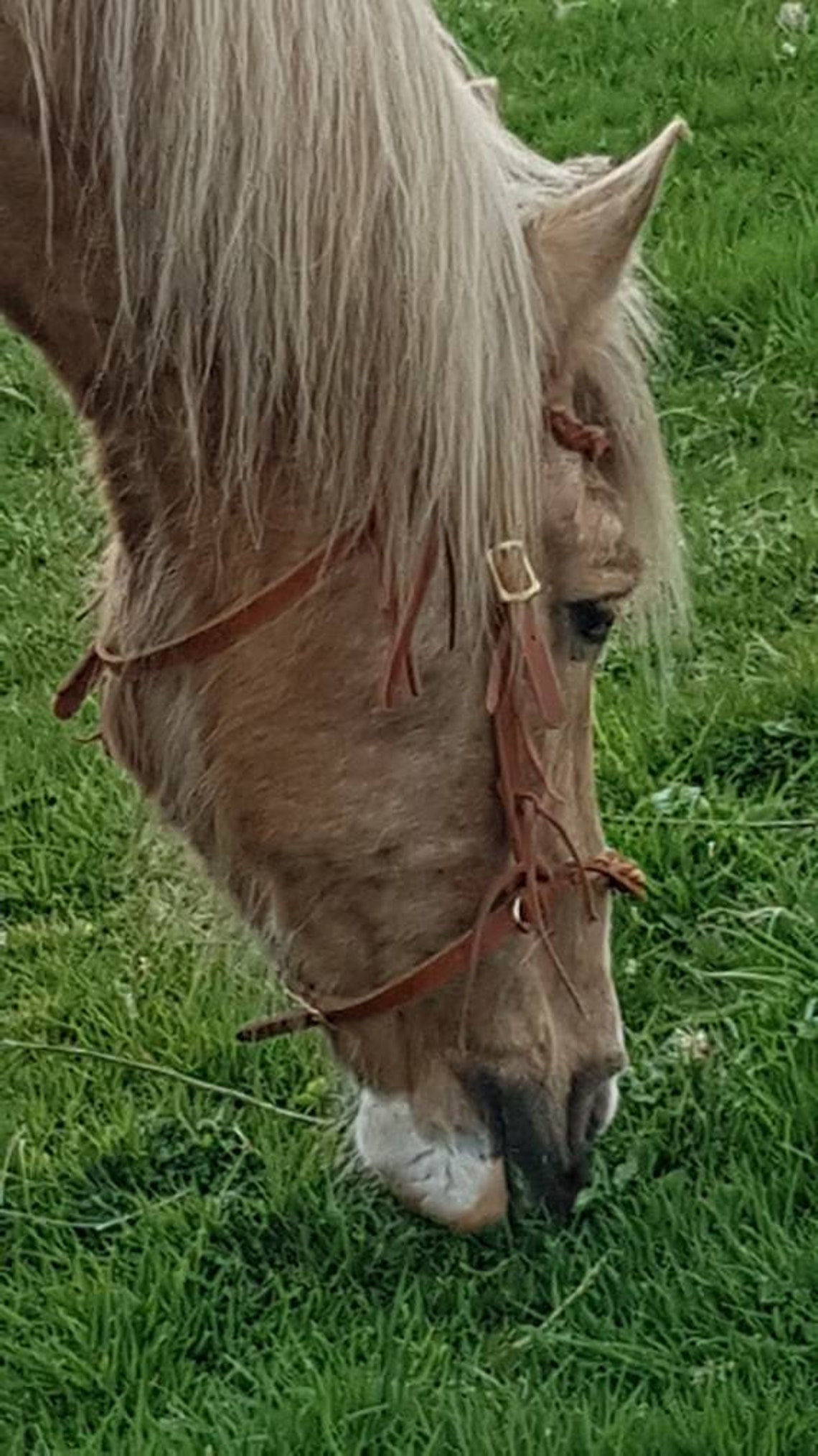 Plaited Bitless Bitted Combi Bridle SORRY NOW SOLD - Etsy