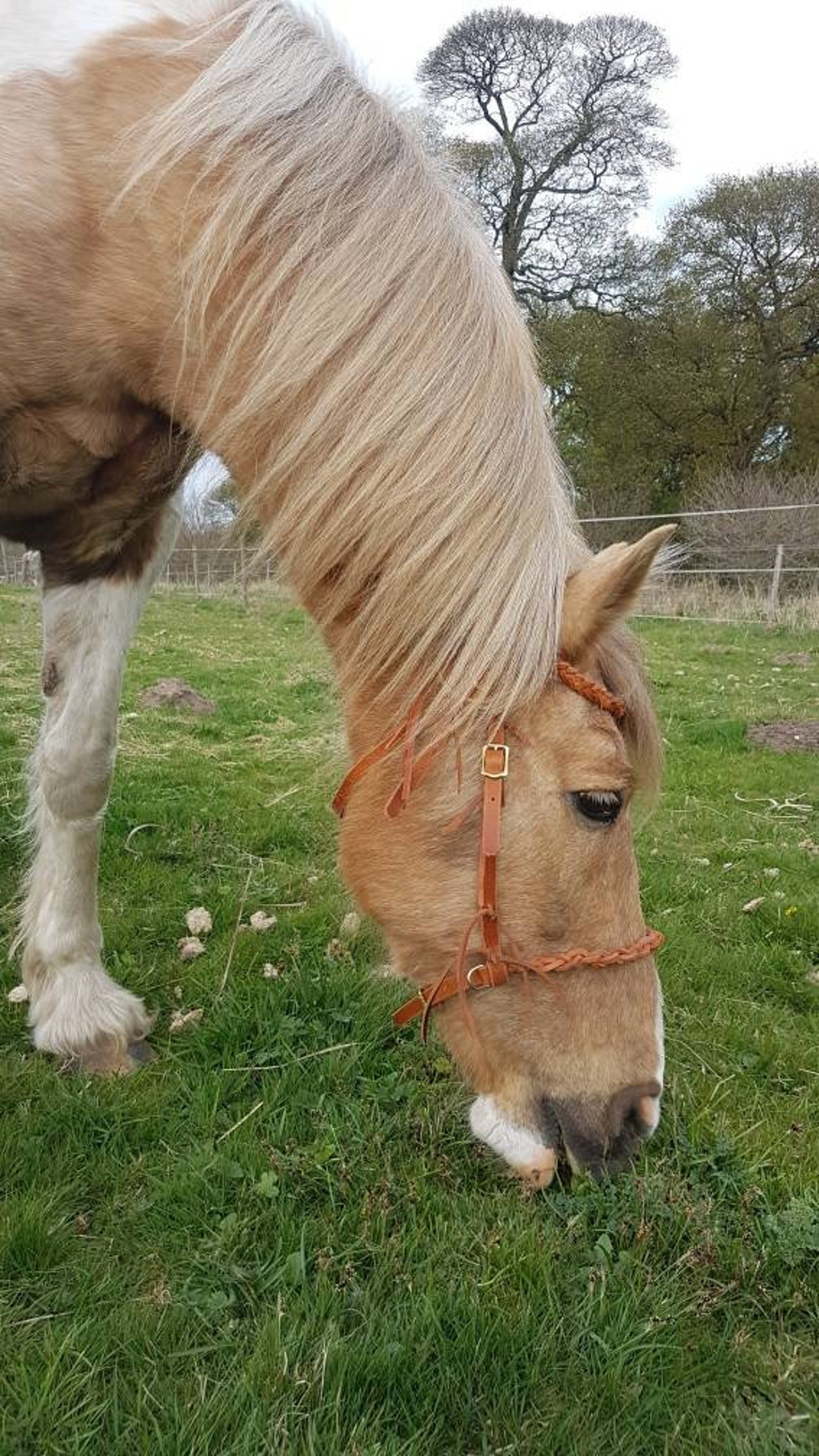 Plaited Bitless Bitted Combi Bridle SORRY NOW SOLD - Etsy