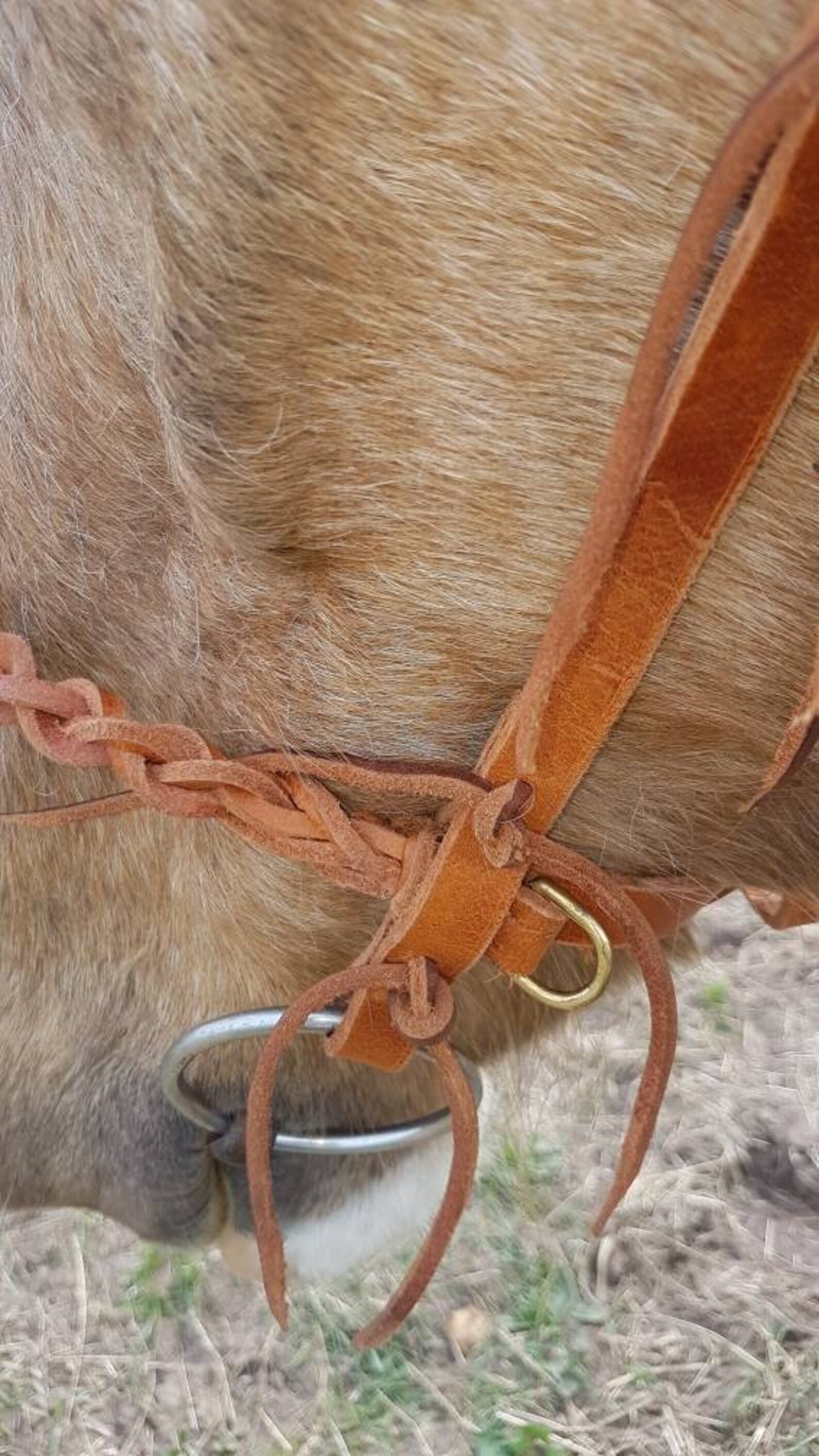 Plaited Bitless Bitted Combi Bridle SORRY NOW SOLD - Etsy