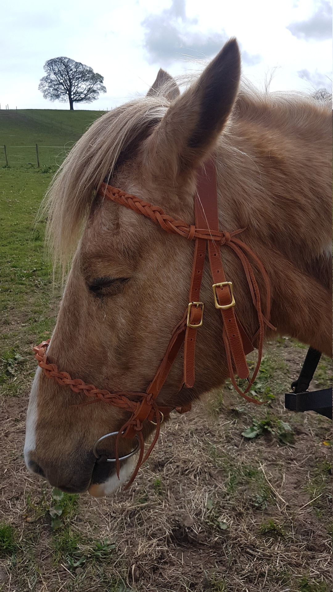Plaited Bitless Bitted Combi Bridle SORRY NOW SOLD - Etsy