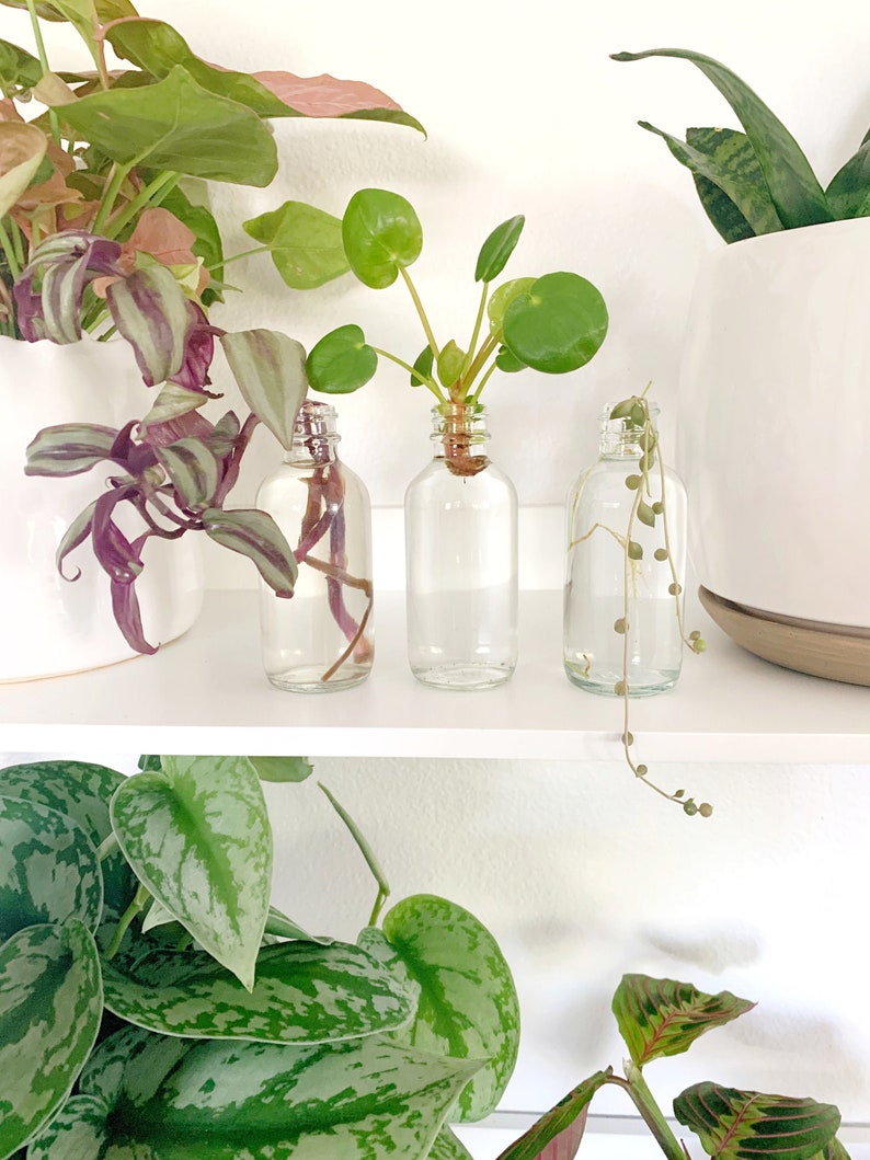 Set of 3 Propagation Jars - 2 Ounce, With Lids. - Etsy