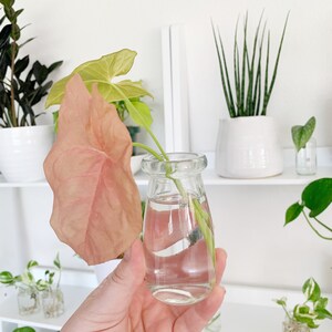 Mixed Set of 3 Propagation Jars - Plants, Houseplants, Clipping ...