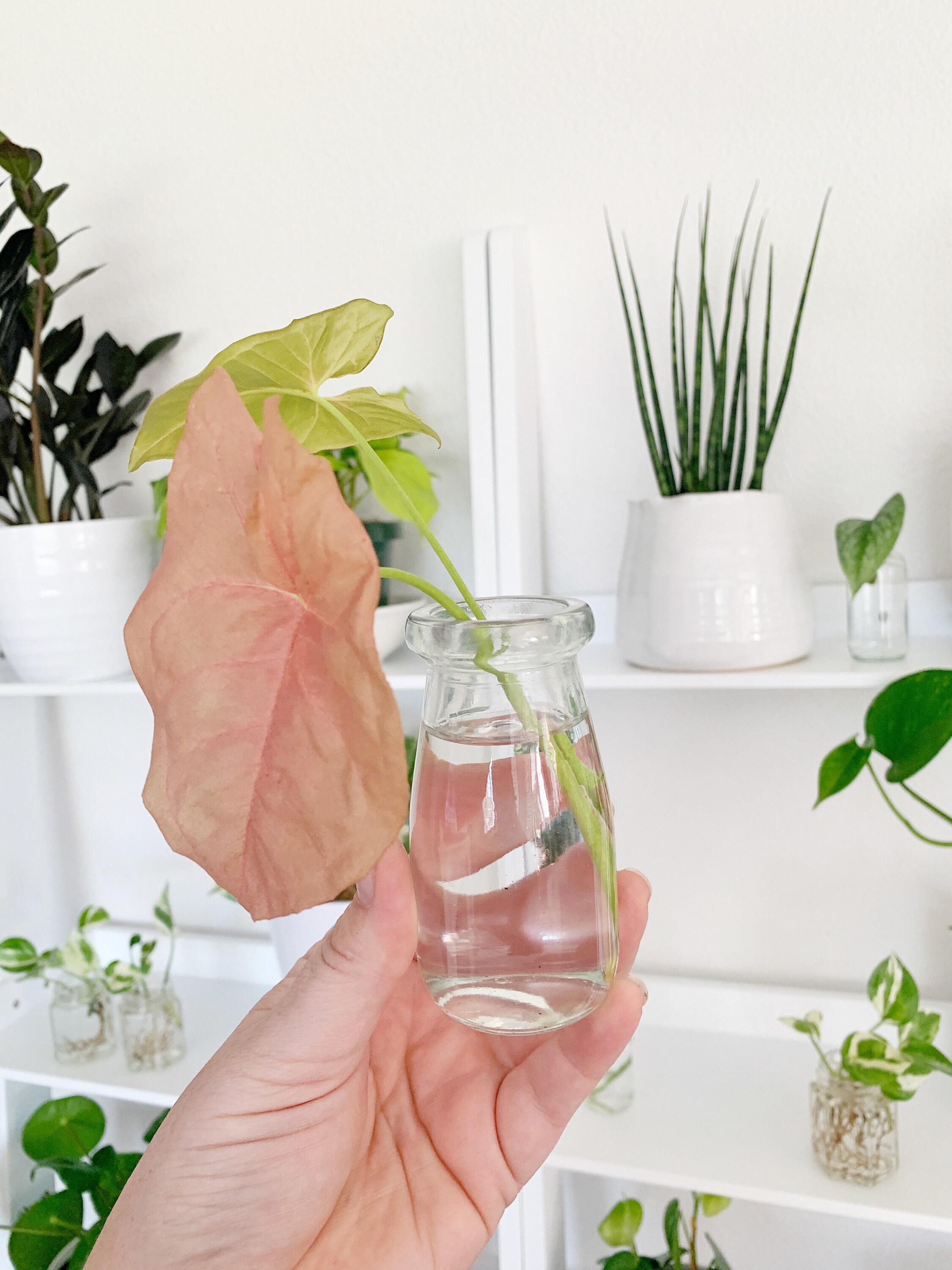 Mixed Set of 3 Propagation Jars Plants Houseplants | Etsy