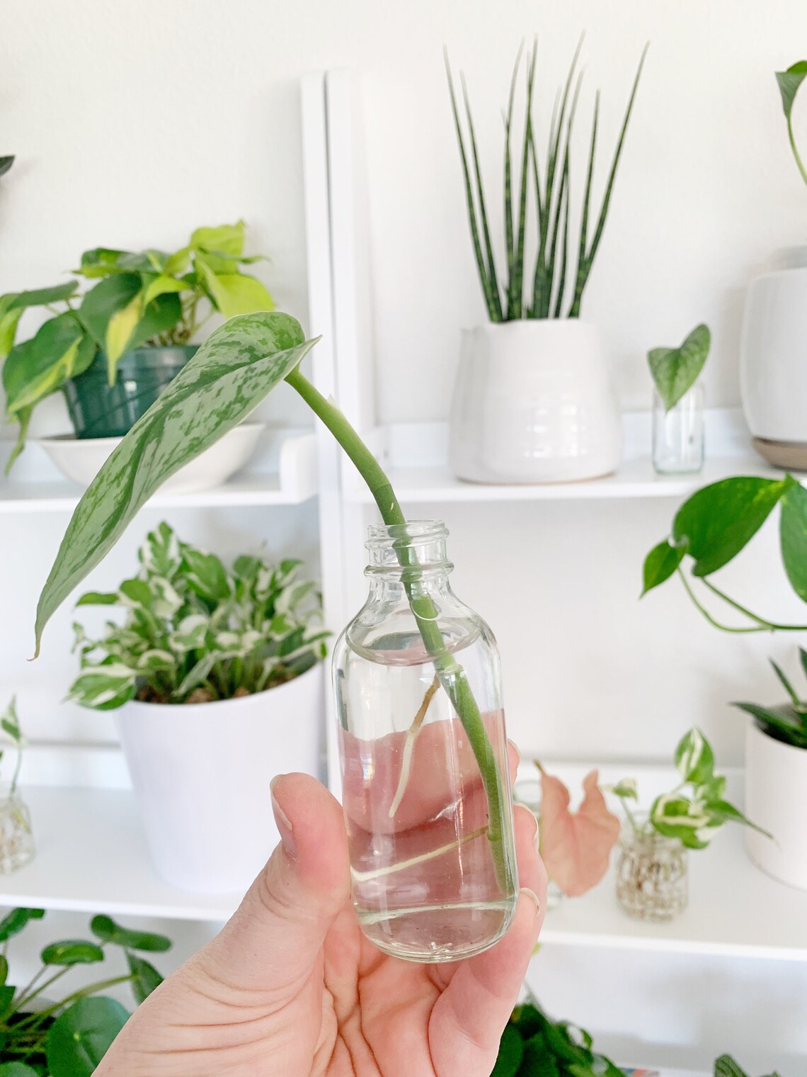 Mixed Set of 3 Propagation Jars Plants Houseplants | Etsy