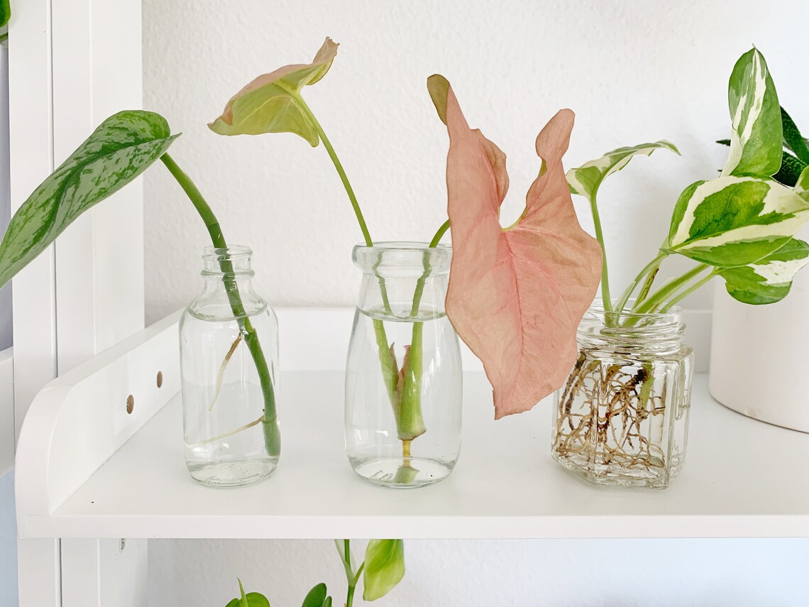 Mixed Set of 3 Propagation Jars Plants Houseplants | Etsy
