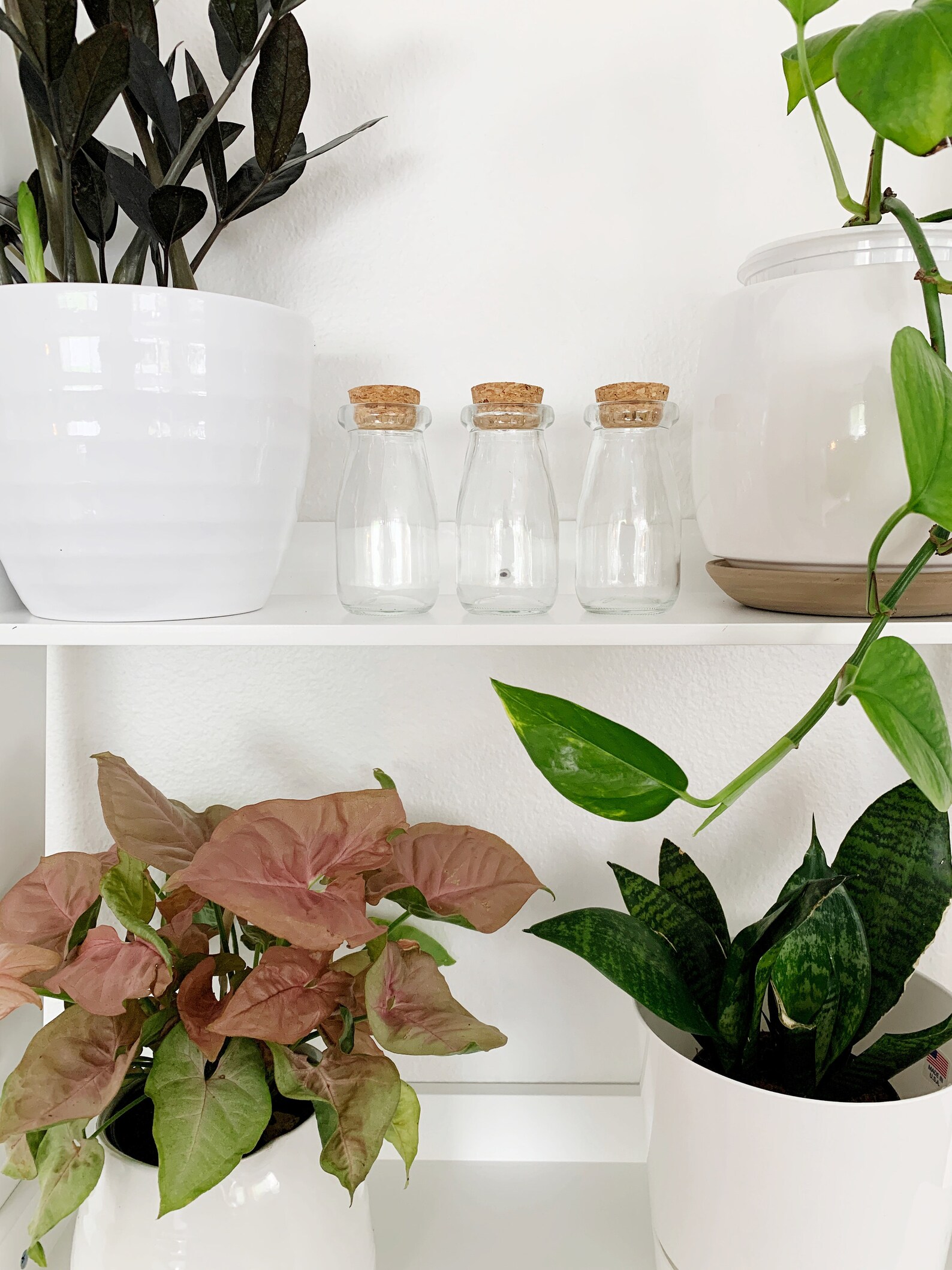 Set of 3 Propagation Jars - 3.4 Ounces, With Cork Lids. - Etsy