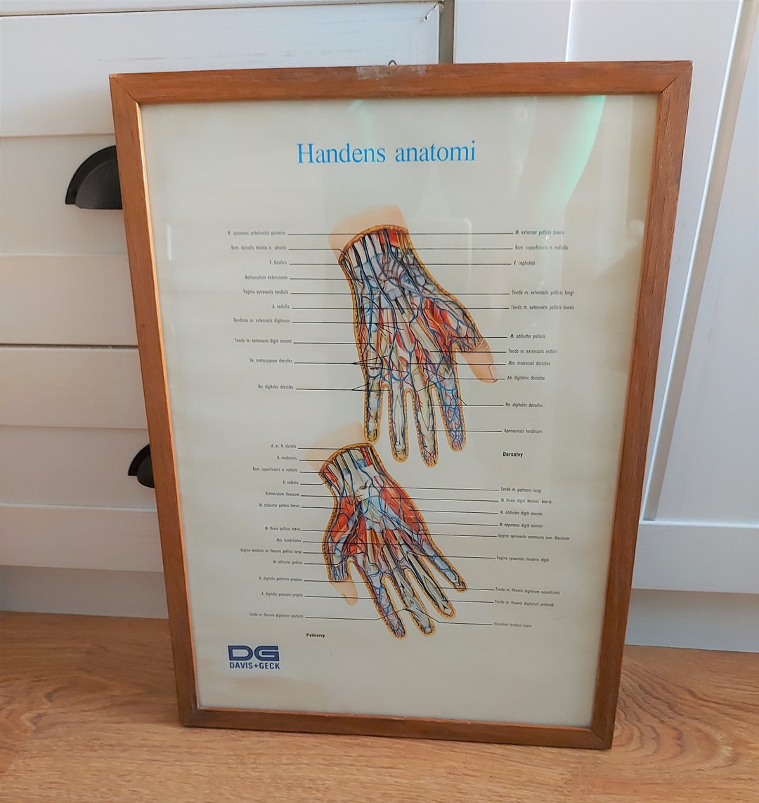 Vintage Hand Anatomy Poster , Vintage Anatomical Manual, 1970s - Etsy