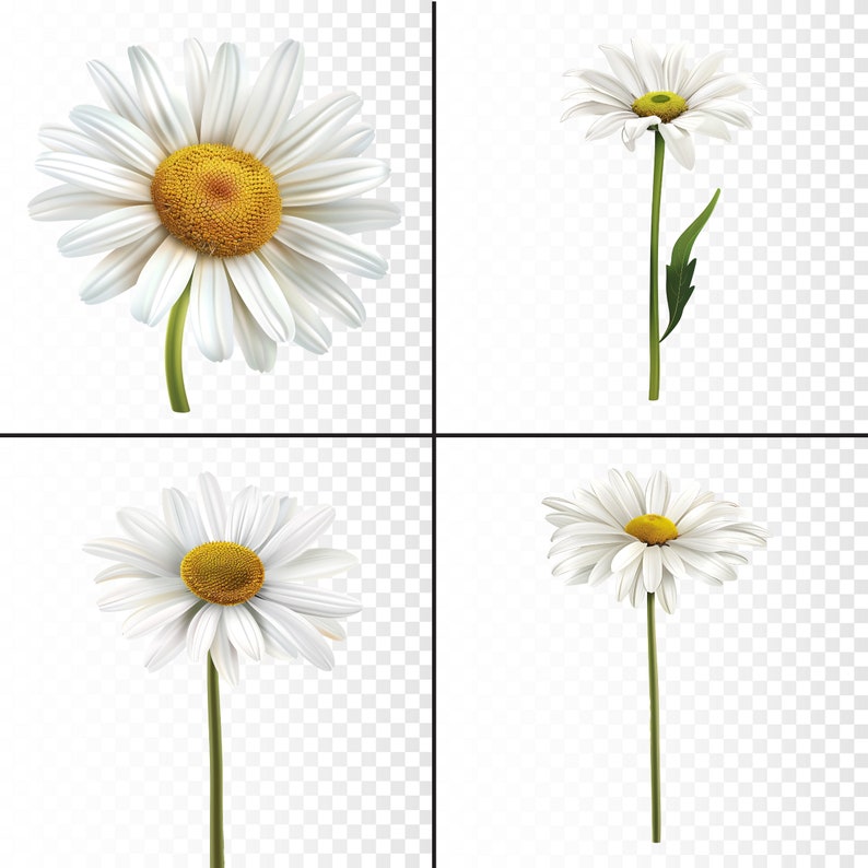 Daisy Clip Art 28 Realistic Daisy Clipart Images and Graphics. PNG, SVG ...