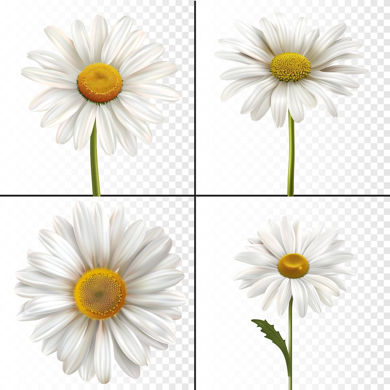 Daisy Clip Art 28 Realistic Daisy Clipart Images and Graphics. PNG, SVG ...