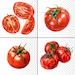 Tomato Clipart Bundle. 24 PNG Files With Transparent Backgrounds ...