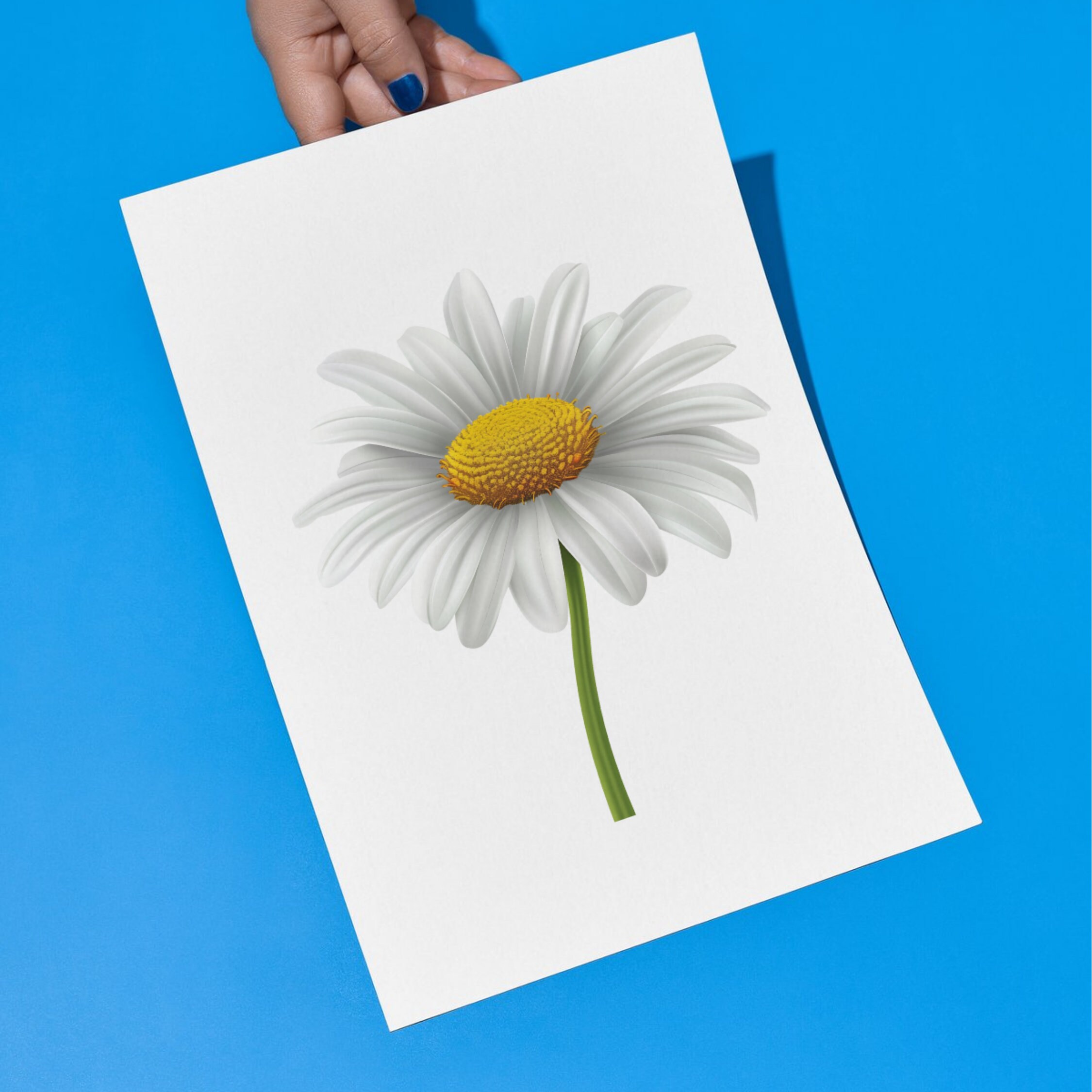 Daisy Clip Art! 28 Realistic Daisy Clipart Images and Graphics. PNG ...