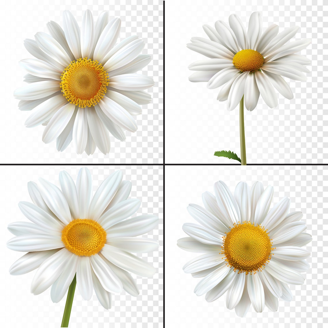 Daisy Clip Art! 28 Realistic Daisy Clipart Images and Graphics. PNG ...
