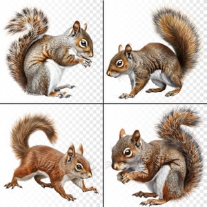Squirrel Clipart - 12 Realistic Squirrel PNG Images With Transparent ...