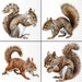Squirrel Clipart 12 Realistic Squirrel PNG Images With Transparent ...