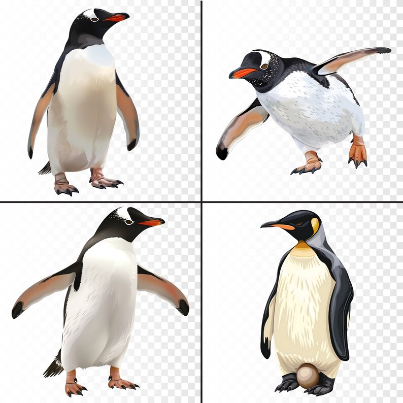Realistic Penguin Clipart! 16 Penguin Clip Art Images, Variety of Types ...