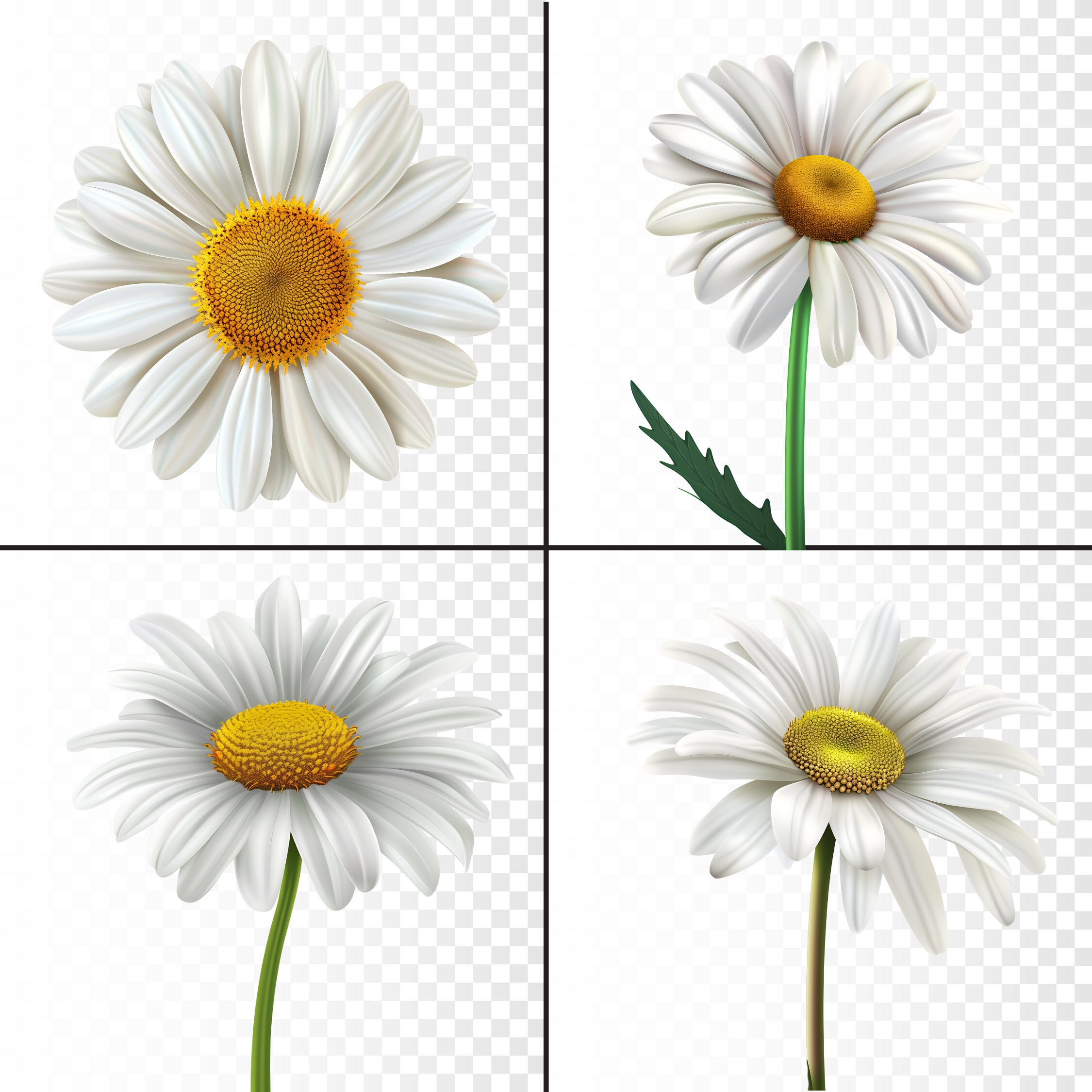 Daisy Clip Art 28 Realistic Daisy Clipart Images and Graphics. PNG, SVG ...