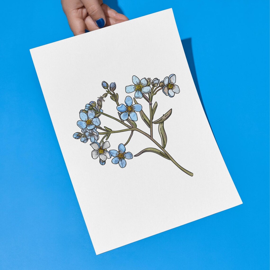 Forget Me Nots Clipart! 12 Forgetmenots Clip Art Graphics. Watercolor ...