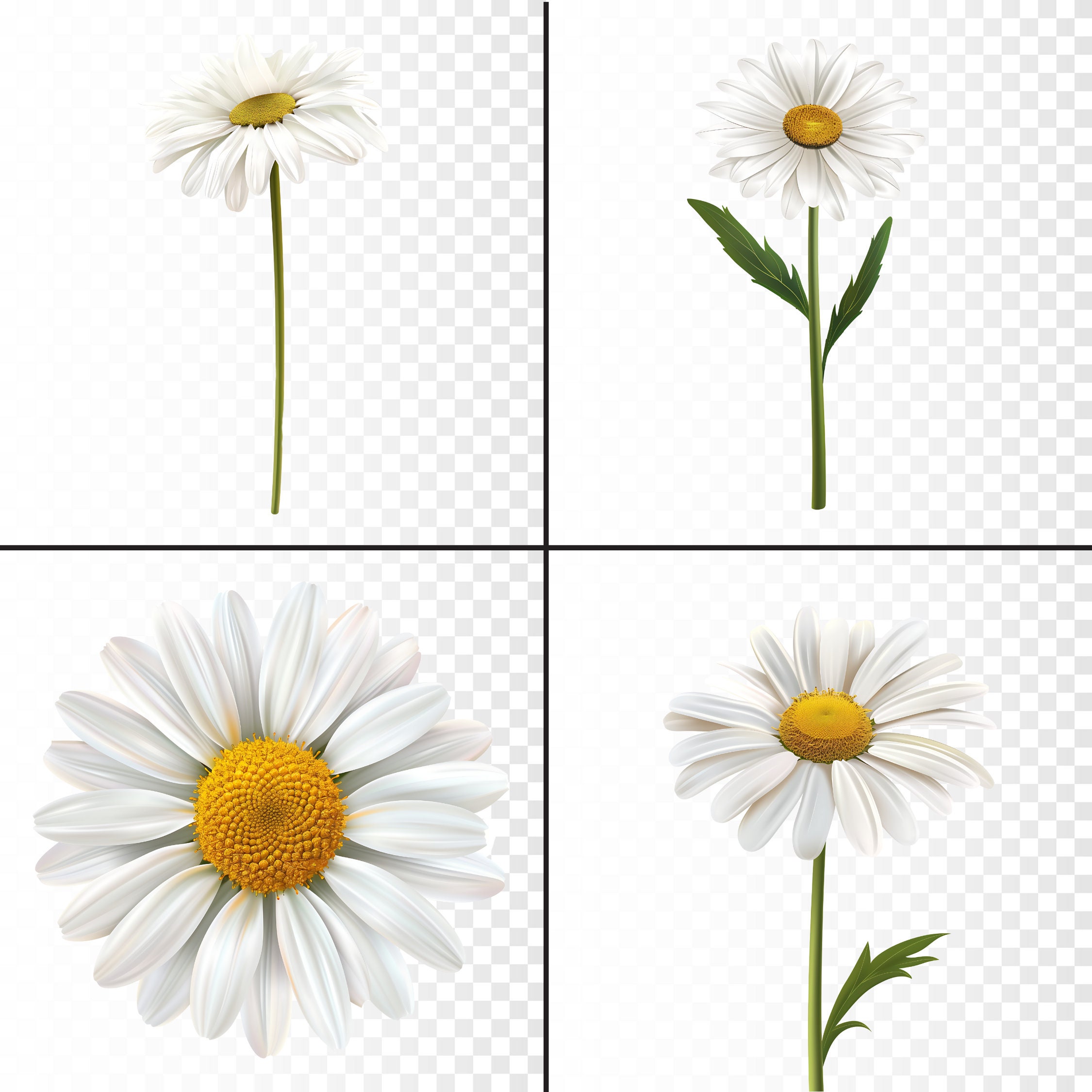 Daisy Clip Art 28 Realistic Daisy Clipart Images and Graphics. PNG, SVG ...