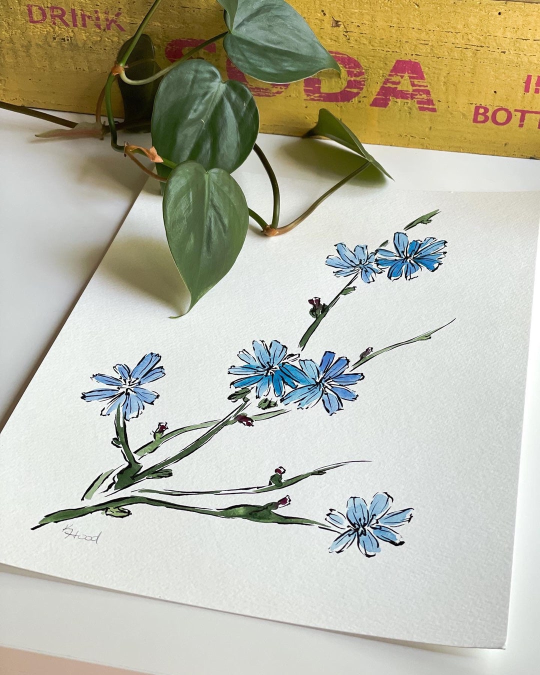 Chicory - Etsy