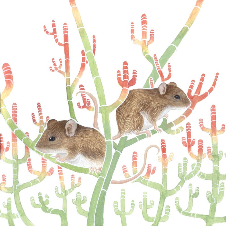 ORIGINAL Salt Marsh Harvest Mouse - Etsy Hong Kong