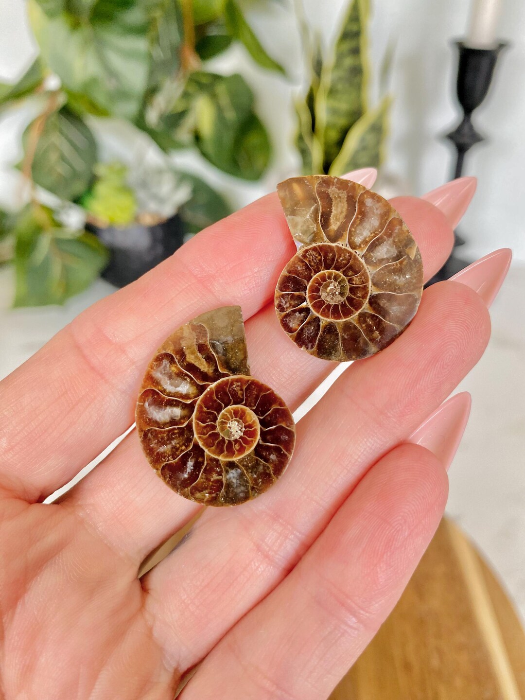 Ammonite Fossil Mini Pair/rare Natural Crystals/rare Crystals/genuine ...