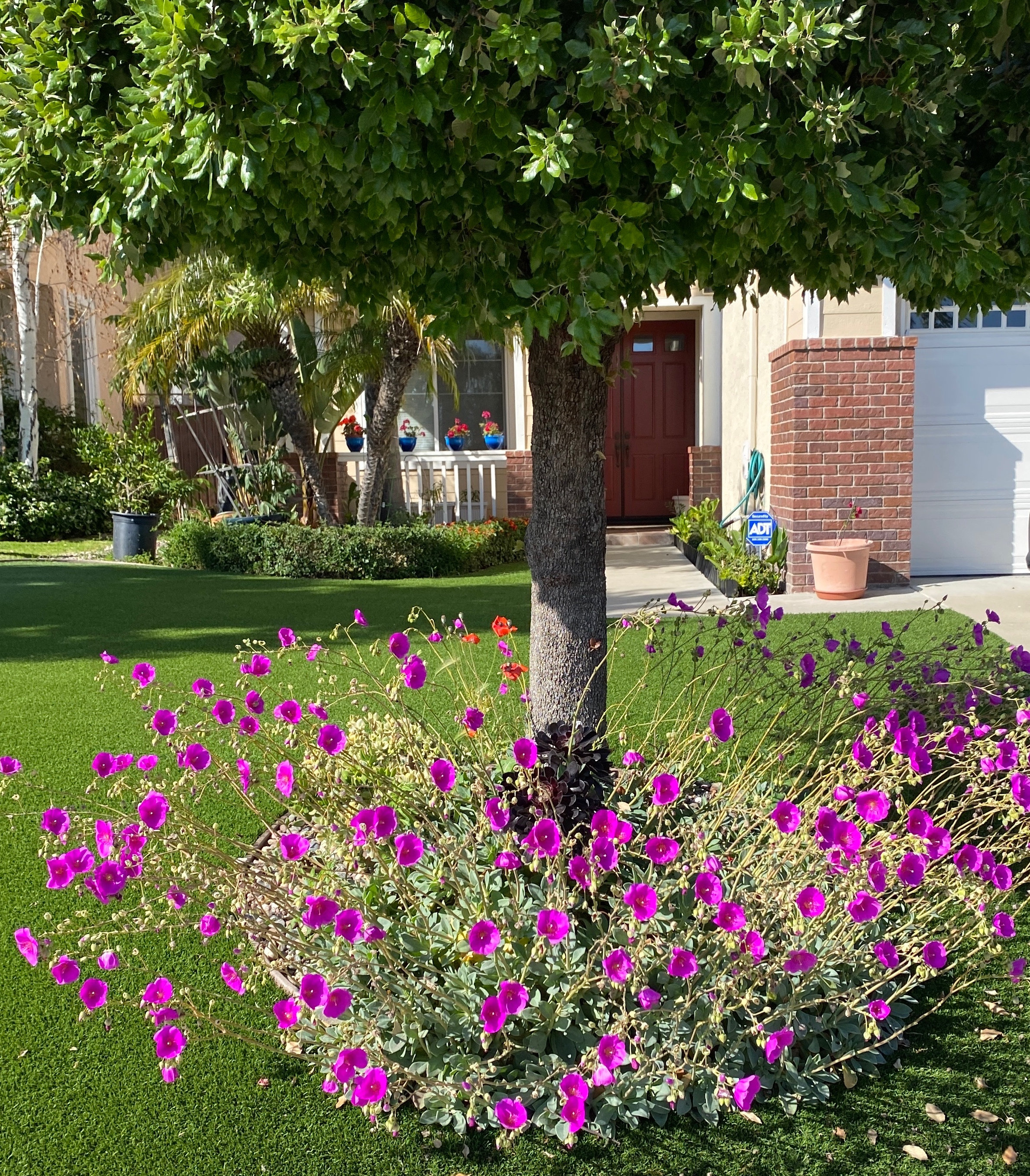 Rock Purslane Succulent, Calandrinia Spectabilis, Magenta Flowers - Etsy