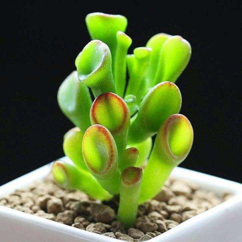 Crassula Ovata-gollum Jade Succulent ogre Ears shrek - Etsy
