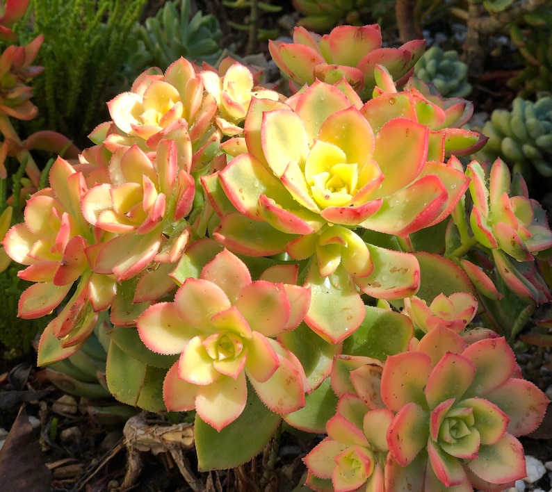 Rare Assorted Aeonium Succulent Cuttings, Large Variety - Etsy