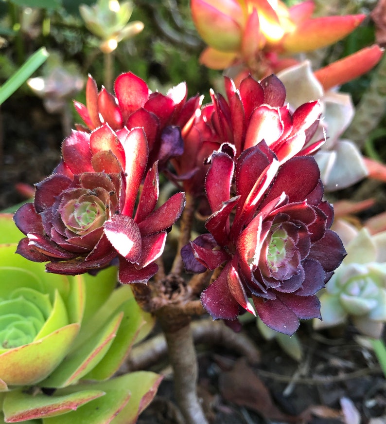 5 RARE Large Assorted Aeonium Cuttings, Multiple Heads, Easy Care Hardy ...