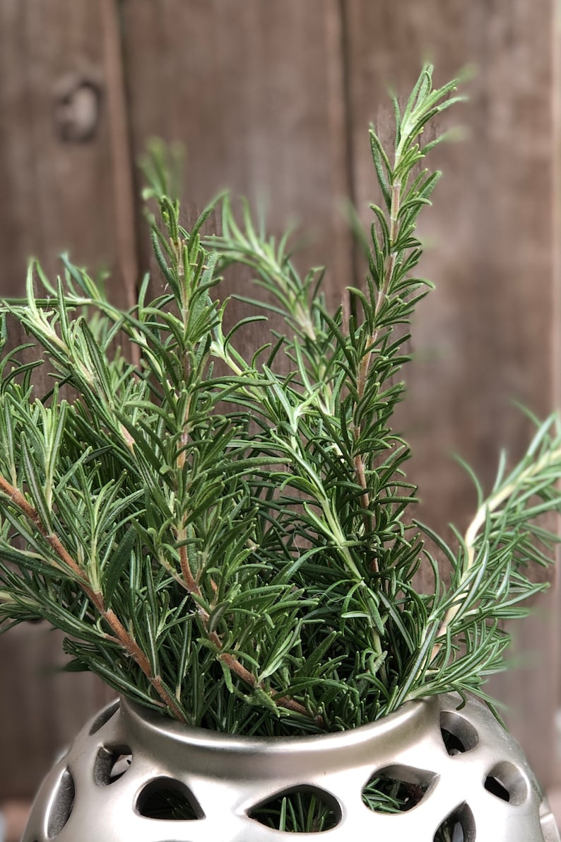 20+ 6-8” Rosemary Fresh Stem Cuttings, Live Sprigs, No Roots, Herb ...